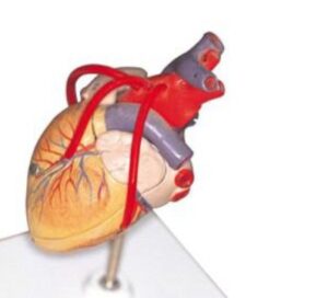 Onemocnění srdce - srdeční selhání - OK-VET spol s r.o.